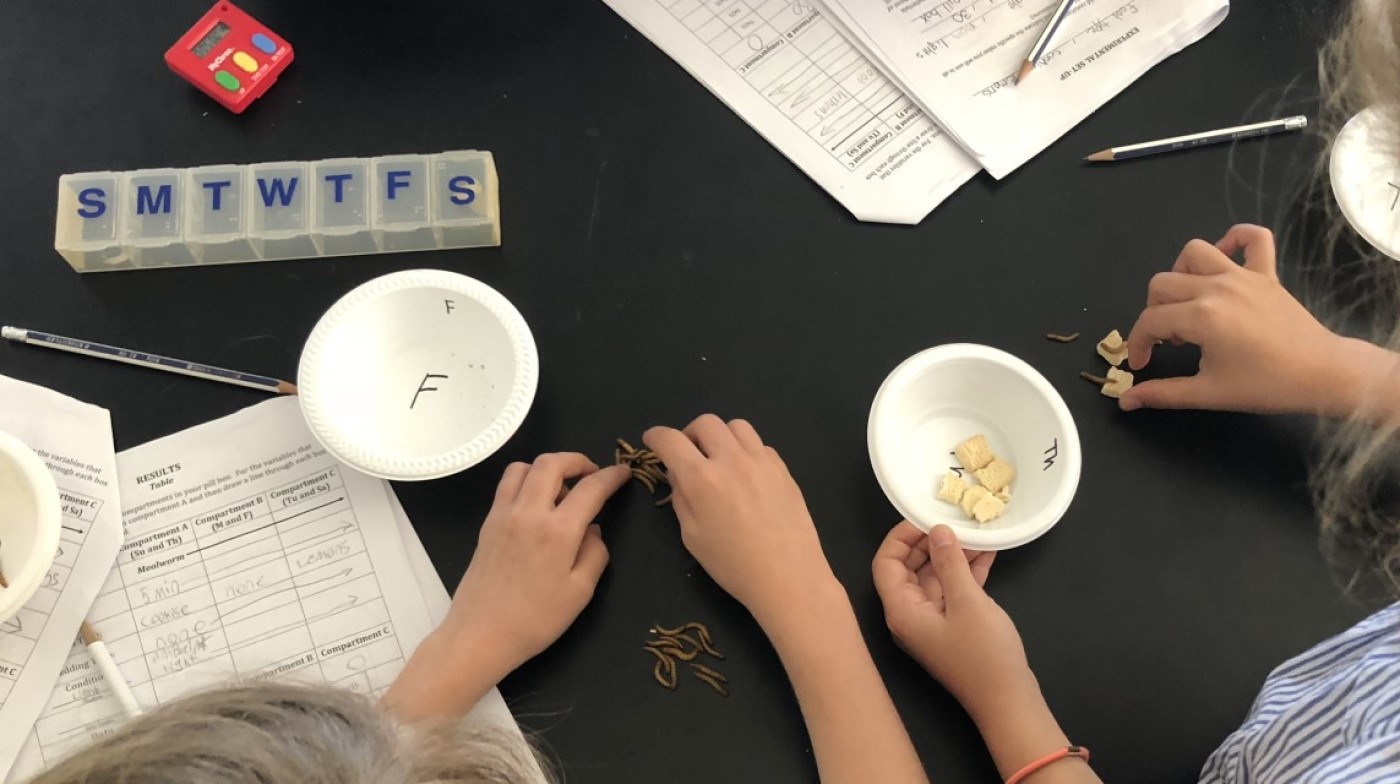 3rd Grade Mealworms Module - Santa Barbara City College